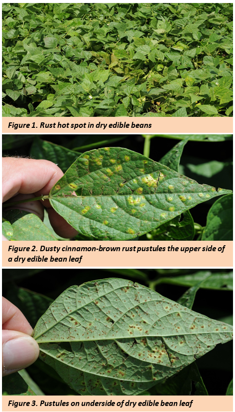 Scouting for Dry Edible Bean Rust | NDSU Agriculture